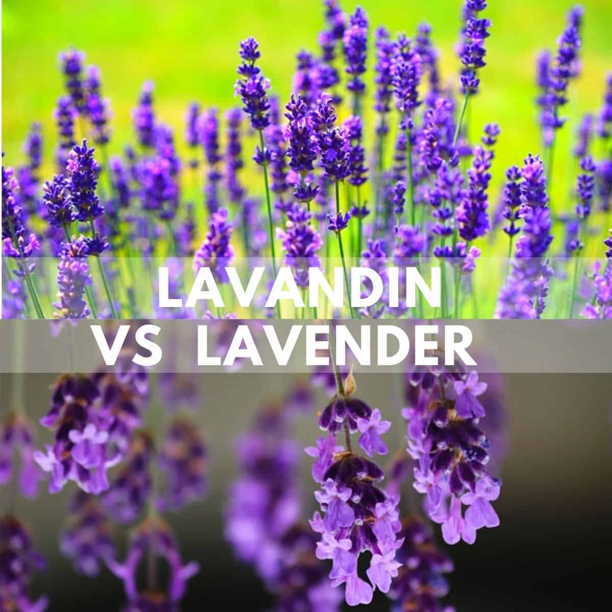 Lavandin và Lavender: Sự khác biệt là gì?